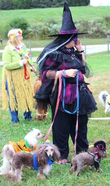 Carolina Poodle Rescue